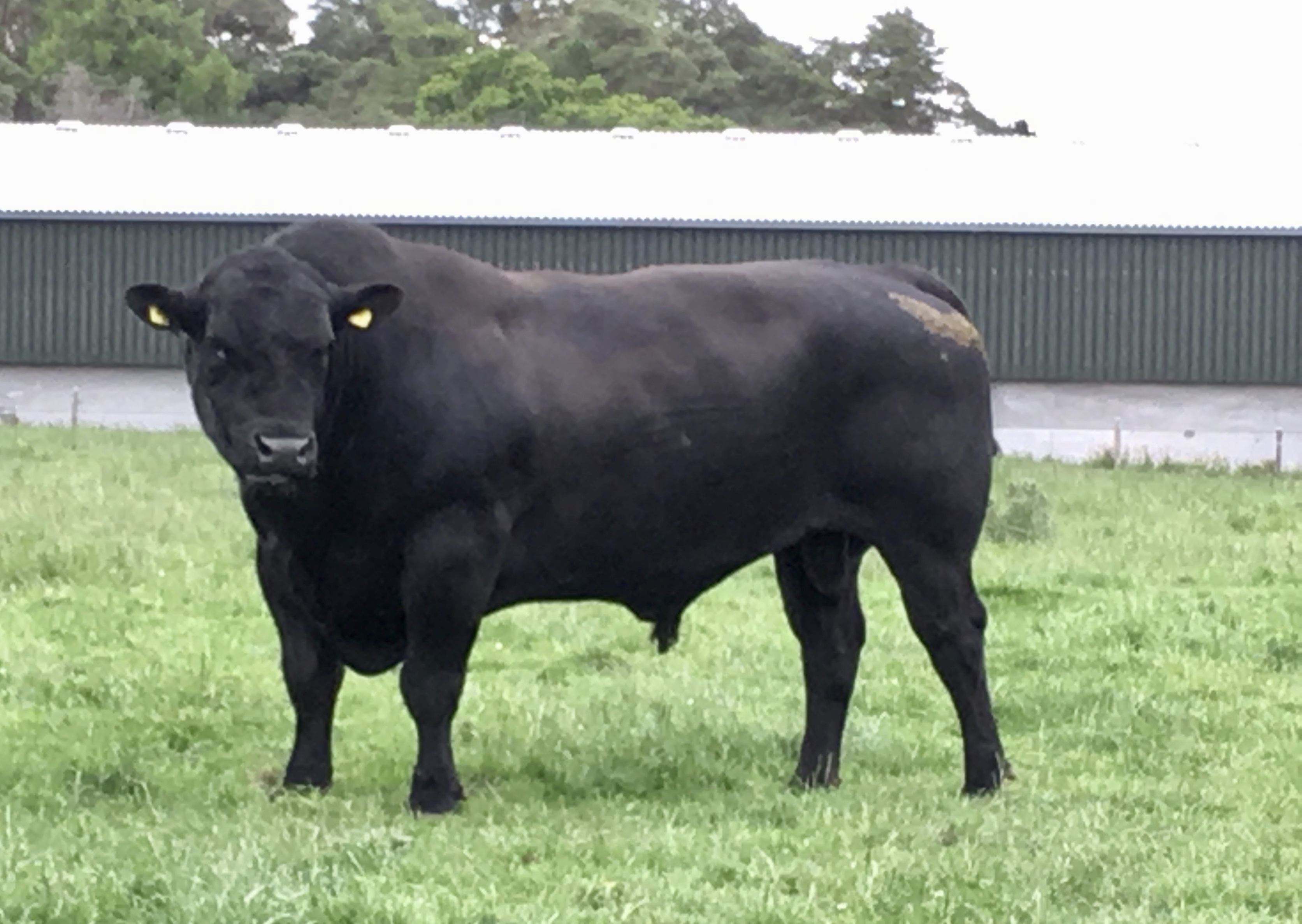 Swordale Senior Herd Sire Nightingale Bart M686 for Sale - Aberdeen ...