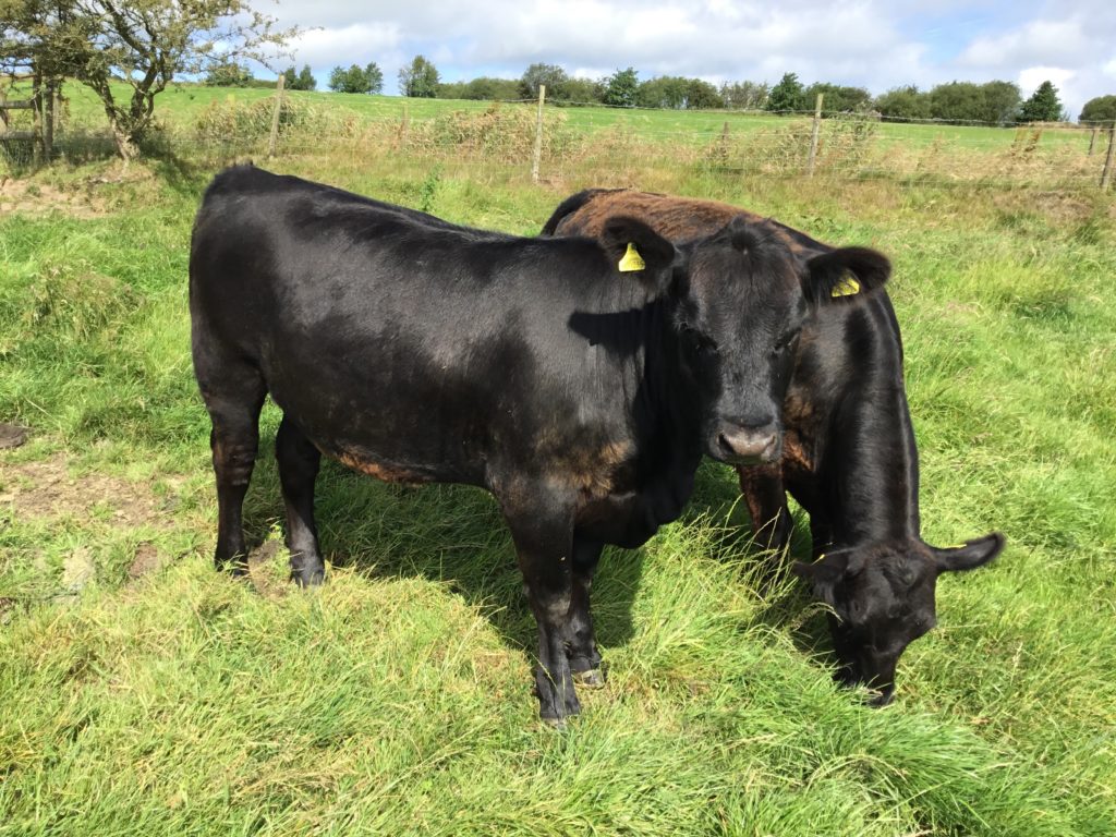 3 bulling heifers for sale: Piccolo Herd - Aberdeen-Angus Cattle Society