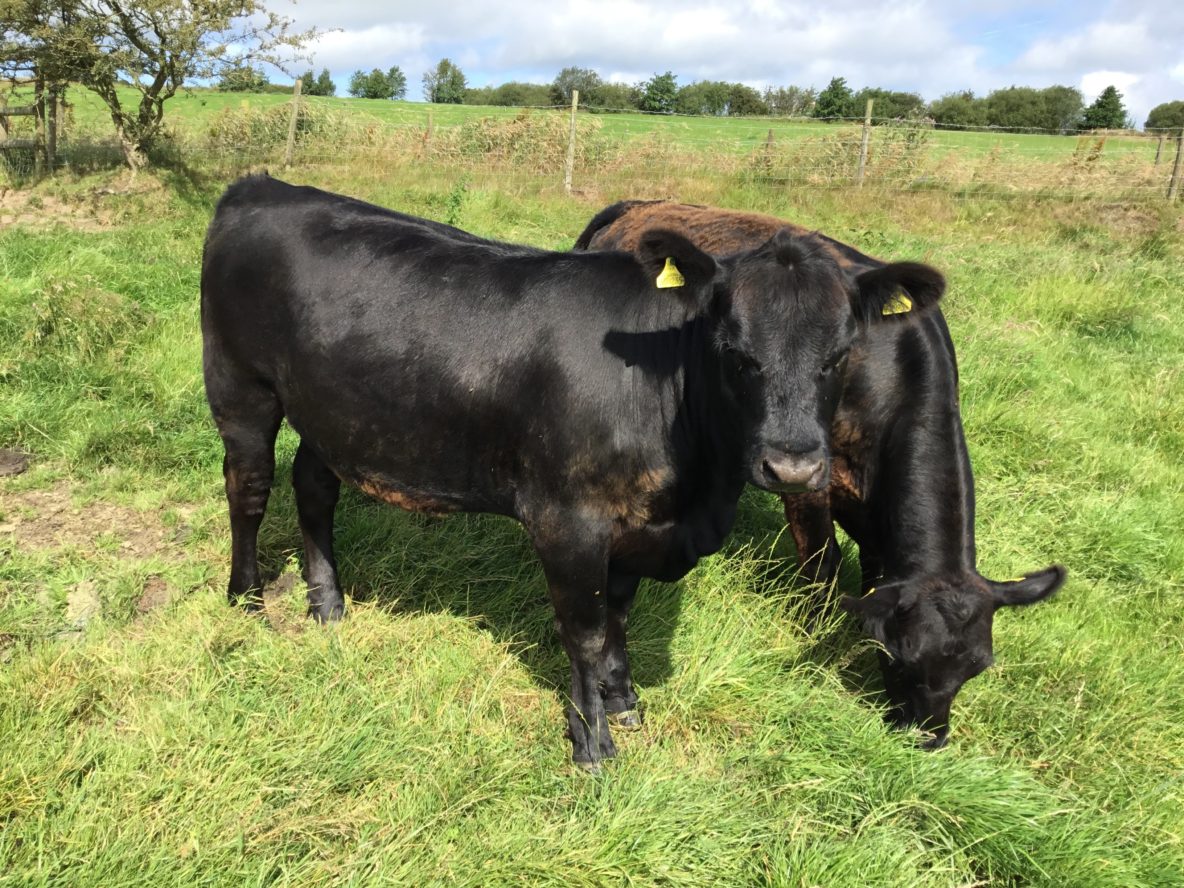 3 bulling heifers for sale: Piccolo Herd - Aberdeen-Angus Cattle Society