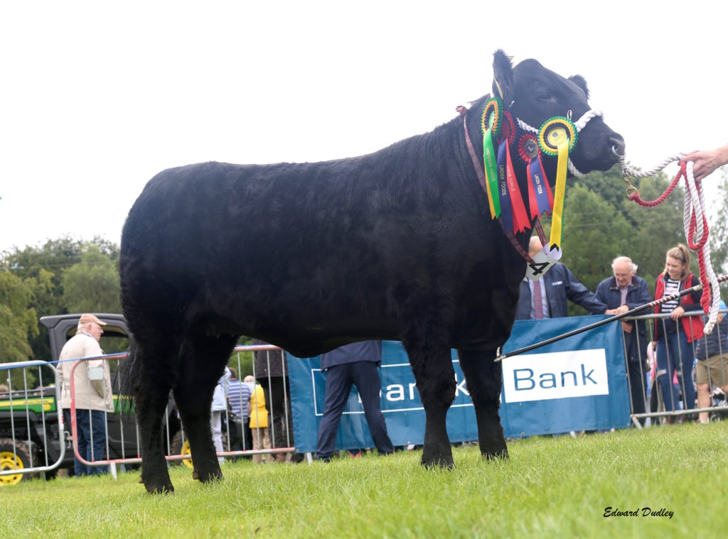 Northern Ireland Aberdeen-Angus Summer Championships take place at ...