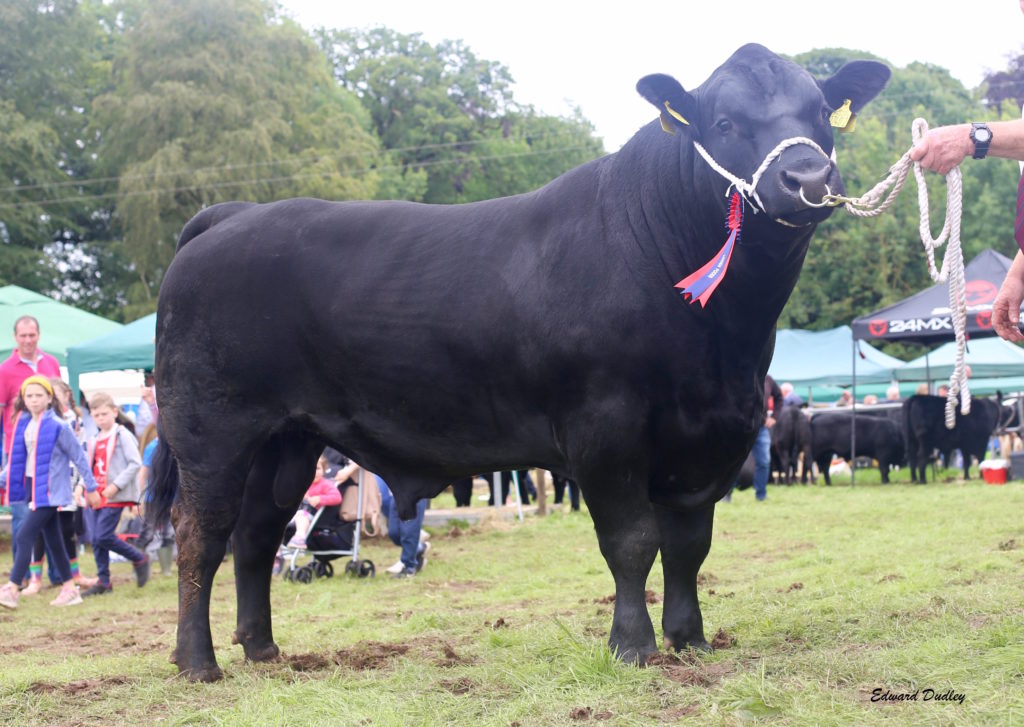 Northern Ireland Aberdeen-Angus Summer Championships take place at ...