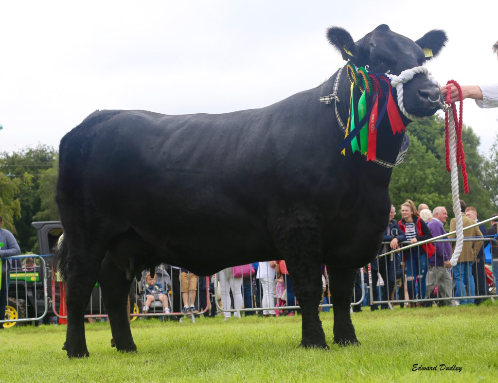 Northern Ireland Aberdeen-Angus Summer Championships take place at ...
