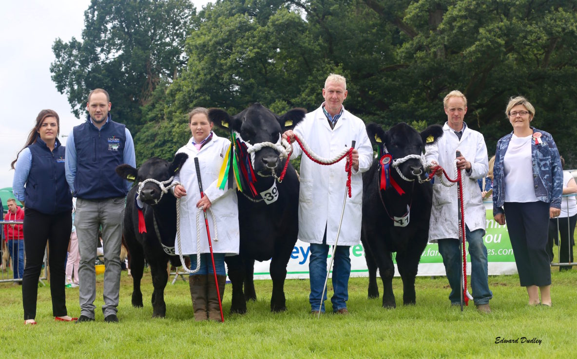 Northern Ireland Aberdeen-Angus Summer Championships take place at ...