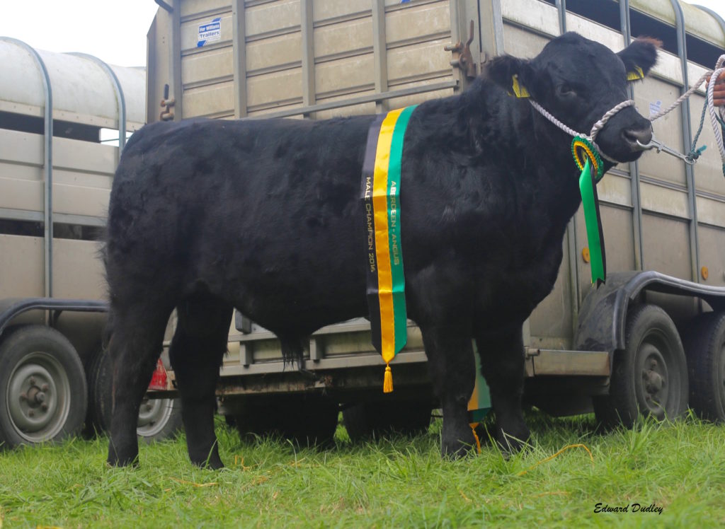 Munster Aberdeen-Angus Calf Finals come to a conclusion at Nenagh Show ...