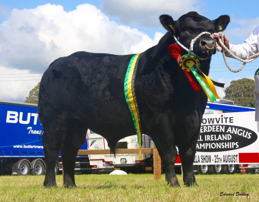 Liss Herd wins the All-Ireland Aberdeen-Angus Championship for 2019 ...