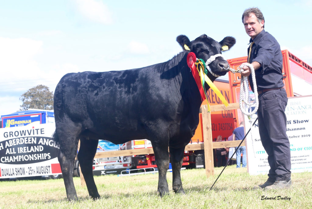 Liss Herd wins the All-Ireland Aberdeen-Angus Championship for 2019 ...
