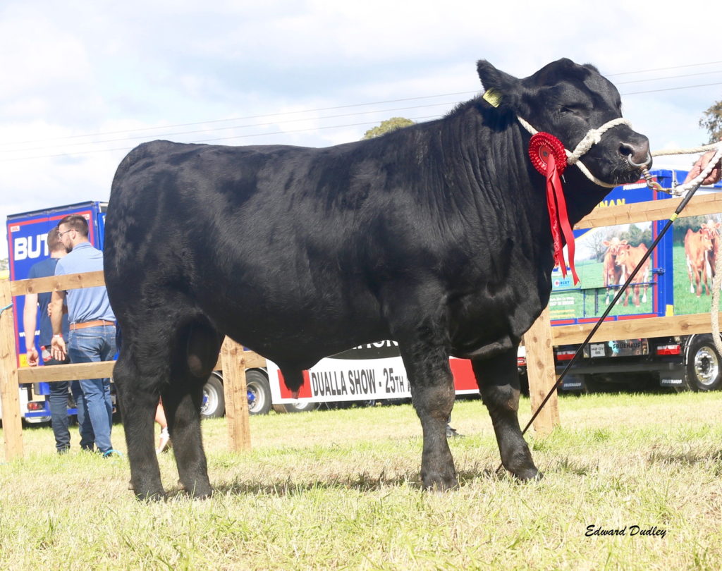 Liss Herd wins the All-Ireland Aberdeen-Angus Championship for 2019 ...