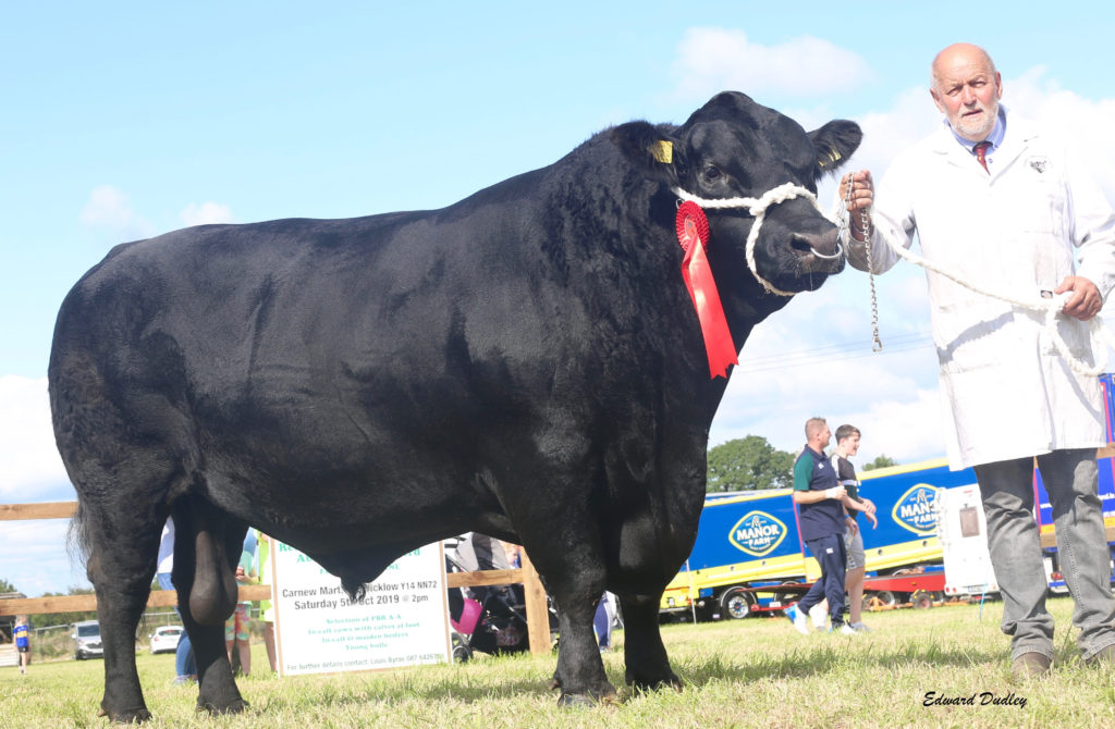 Liss Herd wins the All-Ireland Aberdeen-Angus Championship for 2019 ...