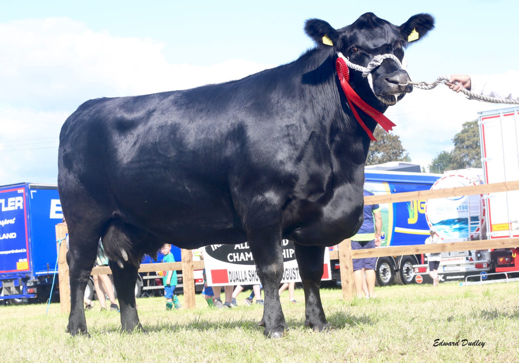 Liss Herd wins the All-Ireland Aberdeen-Angus Championship for 2019 ...