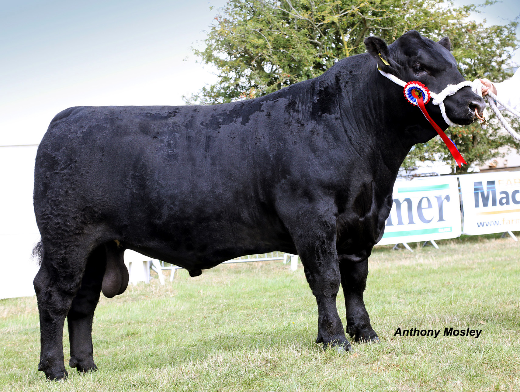 Bucks County Show – Breed Champion - Aberdeen-Angus Cattle Society