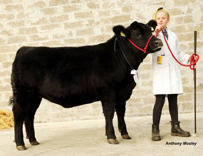 Cornwall Pedigree Beef Calf Show - Aberdeen-Angus Cattle Society