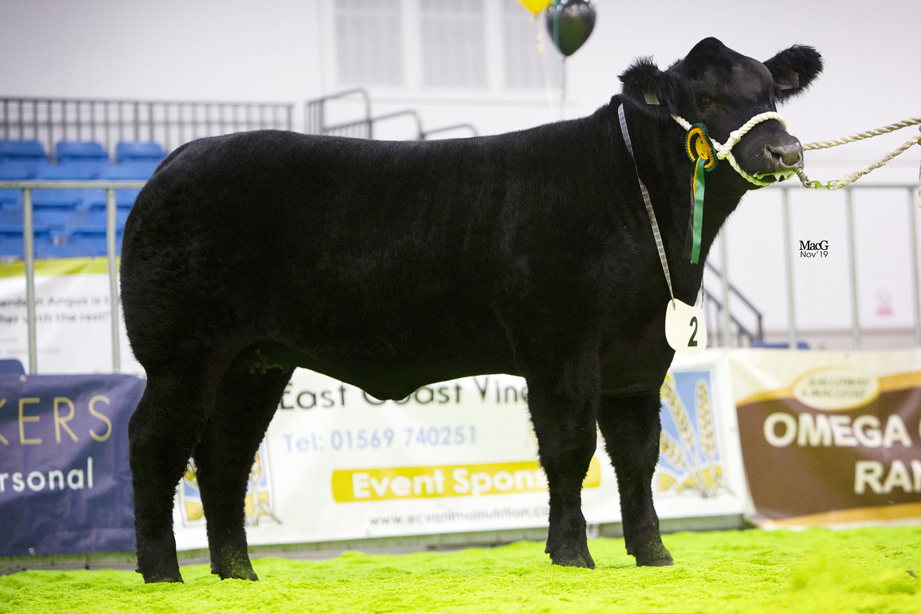 Fulsome praise for Aberdeen-Angus at the 2019 Black Beauty Bonanza ...