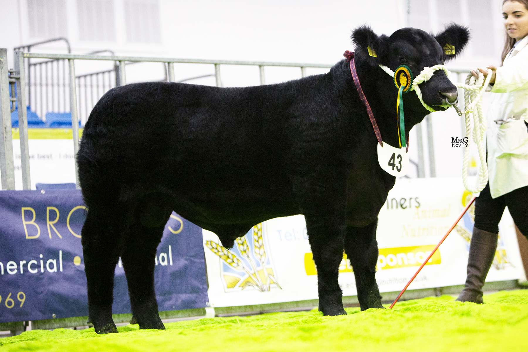 Fulsome praise for Aberdeen-Angus at the 2019 Black Beauty Bonanza ...