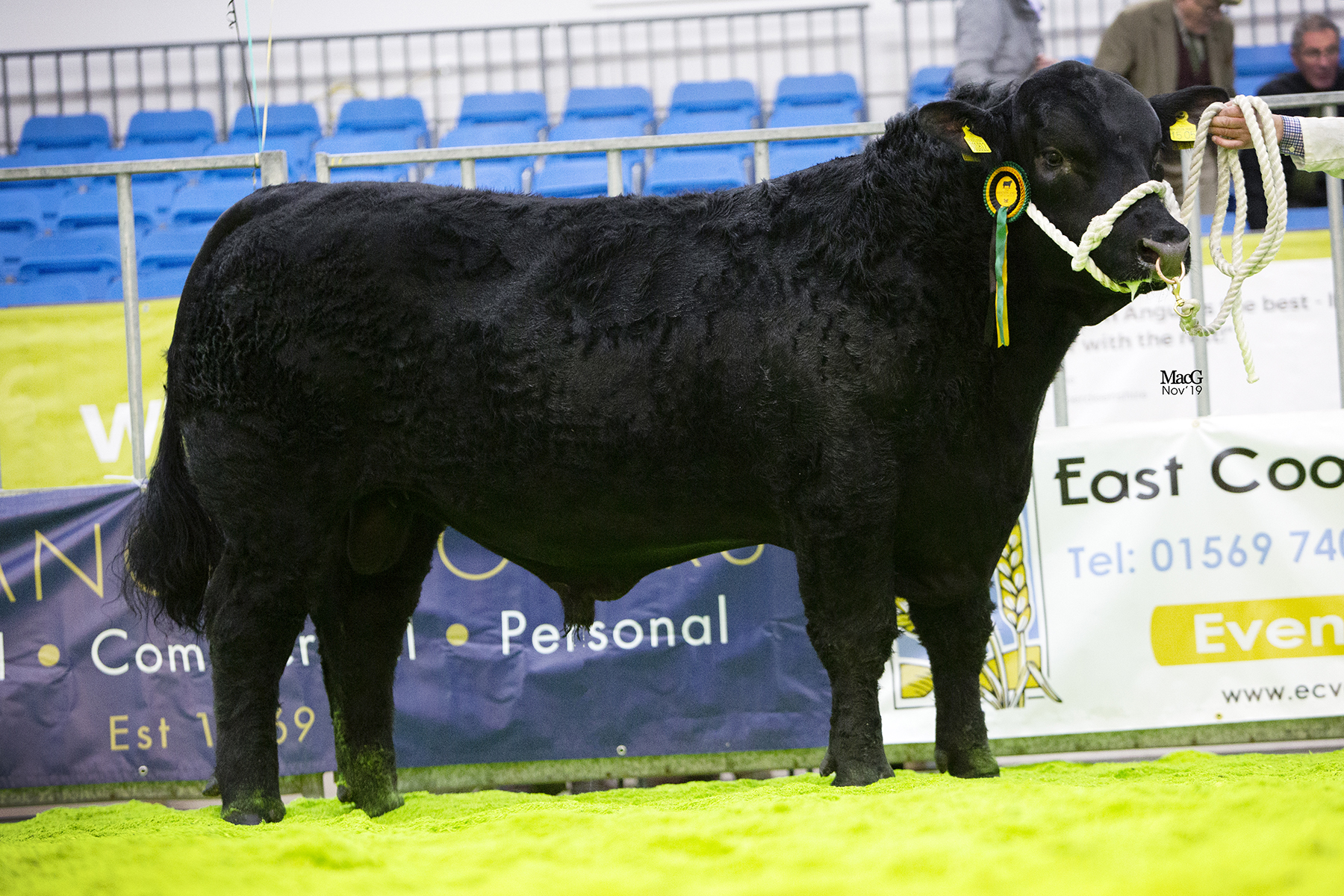 Fulsome praise for Aberdeen-Angus at the 2019 Black Beauty Bonanza ...