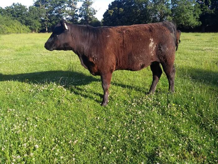 Seven Pedigree Aberdeen-Angus Heifers For Sale - Aberdeen-Angus Cattle ...