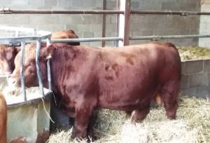 Pedigree Red Aberdeen Angus Bulls For Sale - Aberdeen-Angus Cattle Society