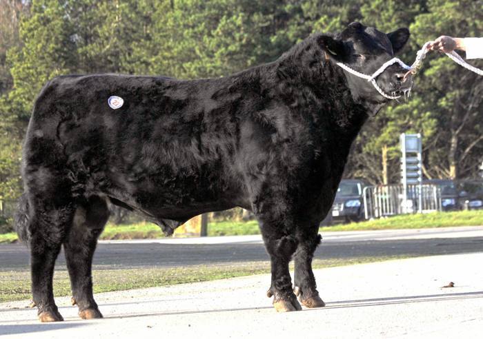 Strong demand as Aberdeen-Angus bulls soar to 5,600gns at Dungannon ...