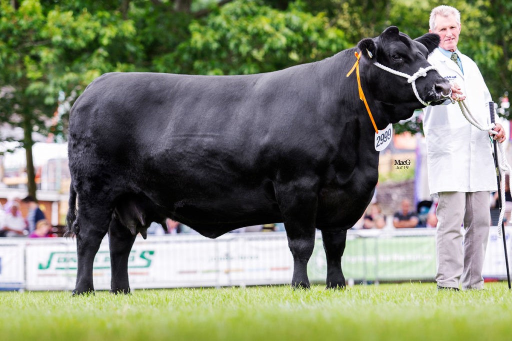 British born and bred cow is Miss Europe 2019 - Aberdeen-Angus Cattle ...