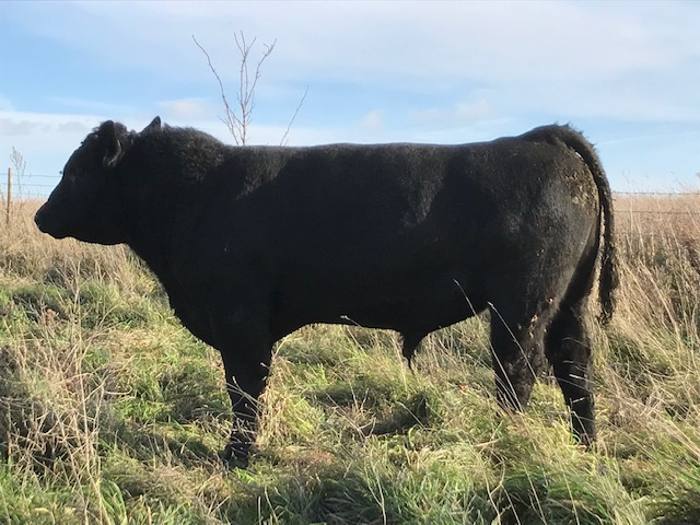 Butterstone Aberdeen-Angus Bulls for Sale - Aberdeen-Angus Cattle Society