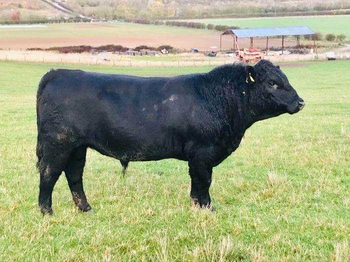 Butterstone Aberdeen-Angus Bulls for Sale - Aberdeen-Angus Cattle Society