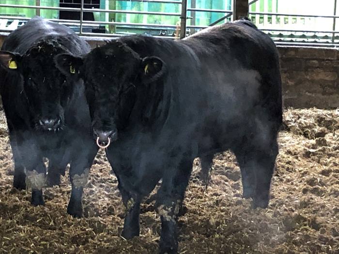 Garner Holdings Pedigree Bulls For Sale - Aberdeen-Angus Cattle Society