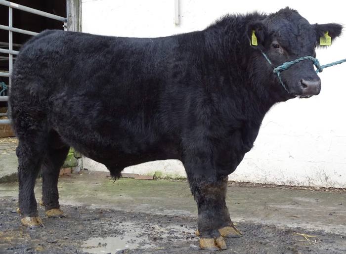 3 Pedigree Native Aberdeen-Angus Bulls For Sale - Aberdeen-Angus Cattle ...