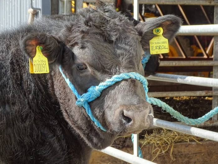 3 Pedigree Native Aberdeen-Angus Bulls For Sale - Aberdeen-Angus Cattle ...