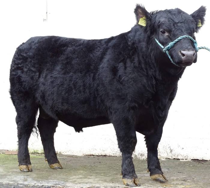 3 Pedigree Native Aberdeen-Angus Bulls For Sale - Aberdeen-Angus Cattle ...