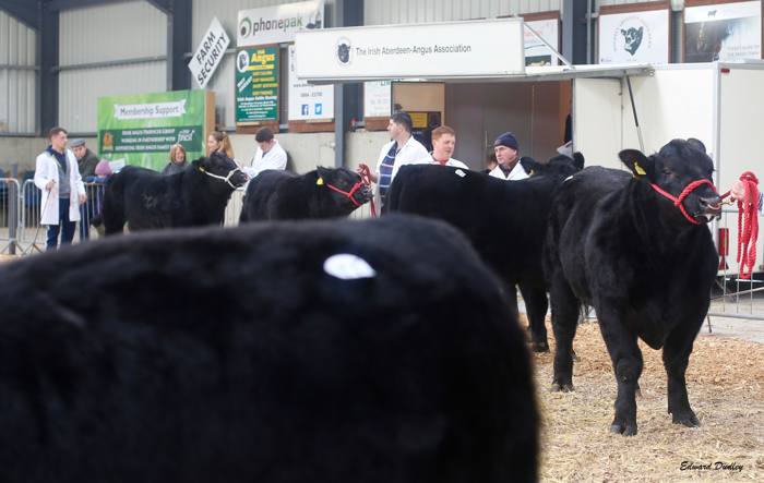 First Irish Aberdeen-Angus Sale of 2020 Tops at €4000 - Aberdeen-Angus ...