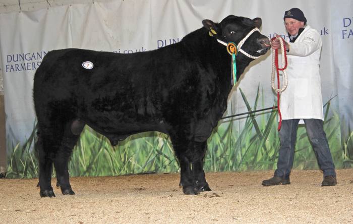 Male champion leads Dungannon Aberdeen Angus entry at 5,200gns ...