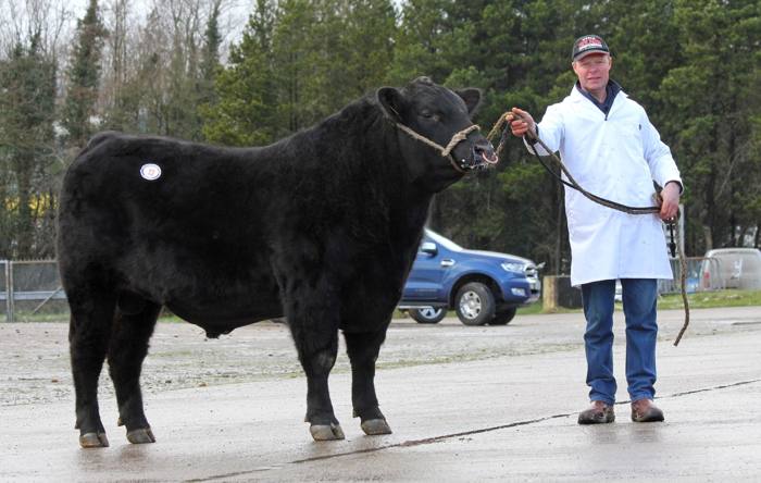 Male champion leads Dungannon Aberdeen Angus entry at 5,200gns ...