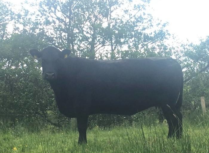 10 In Calf Cows for Sale - Aberdeen-Angus Cattle Society