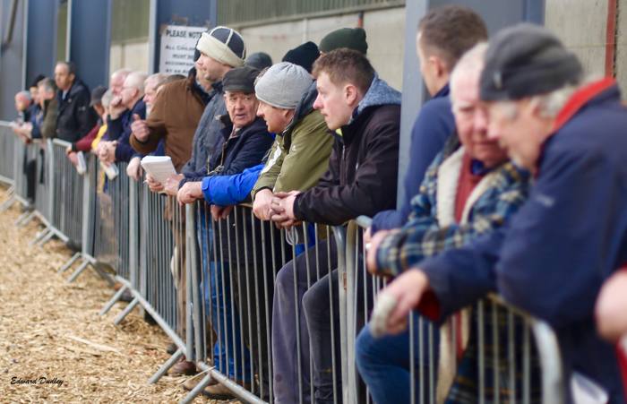 March Sale Hits €3250 At Carrick-On-Shannon - Aberdeen-Angus Cattle Society