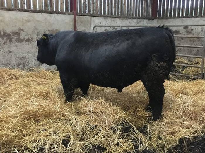 4 Hazeldene Bulls For Sale - Aberdeen-Angus Cattle Society