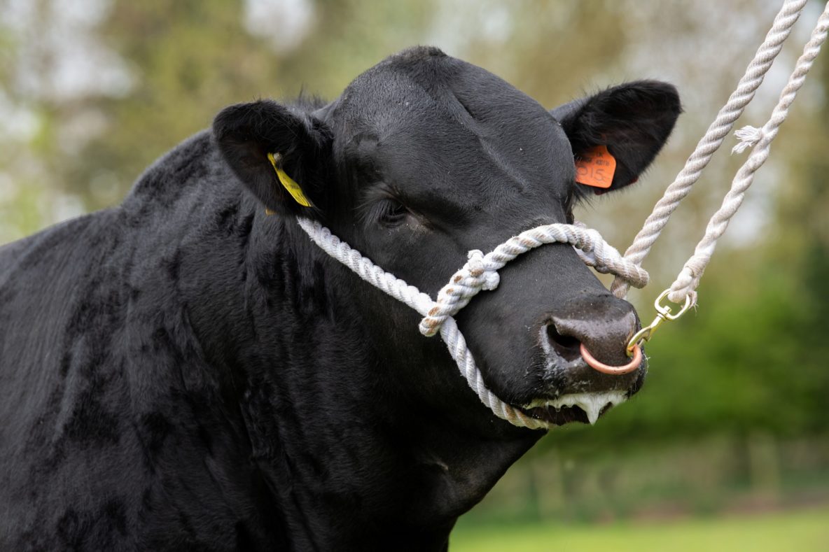 BULLS FOR SALE – WENSLEYDALE ABERDEEN-ANGUS - Aberdeen-Angus Cattle Society