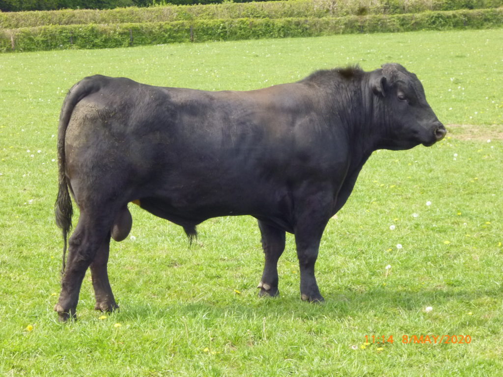 YOUNG BULLS FOR SALE FROM THE FURZELEASE HERD - Aberdeen-Angus Cattle ...