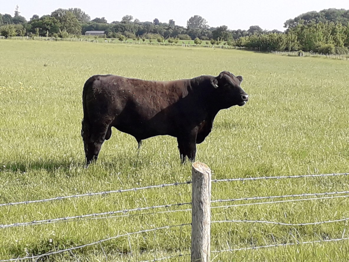 BULL FOR SALE – ROTHERWICK DEREK V249 | Aberdeen-Angus Cattle Society
