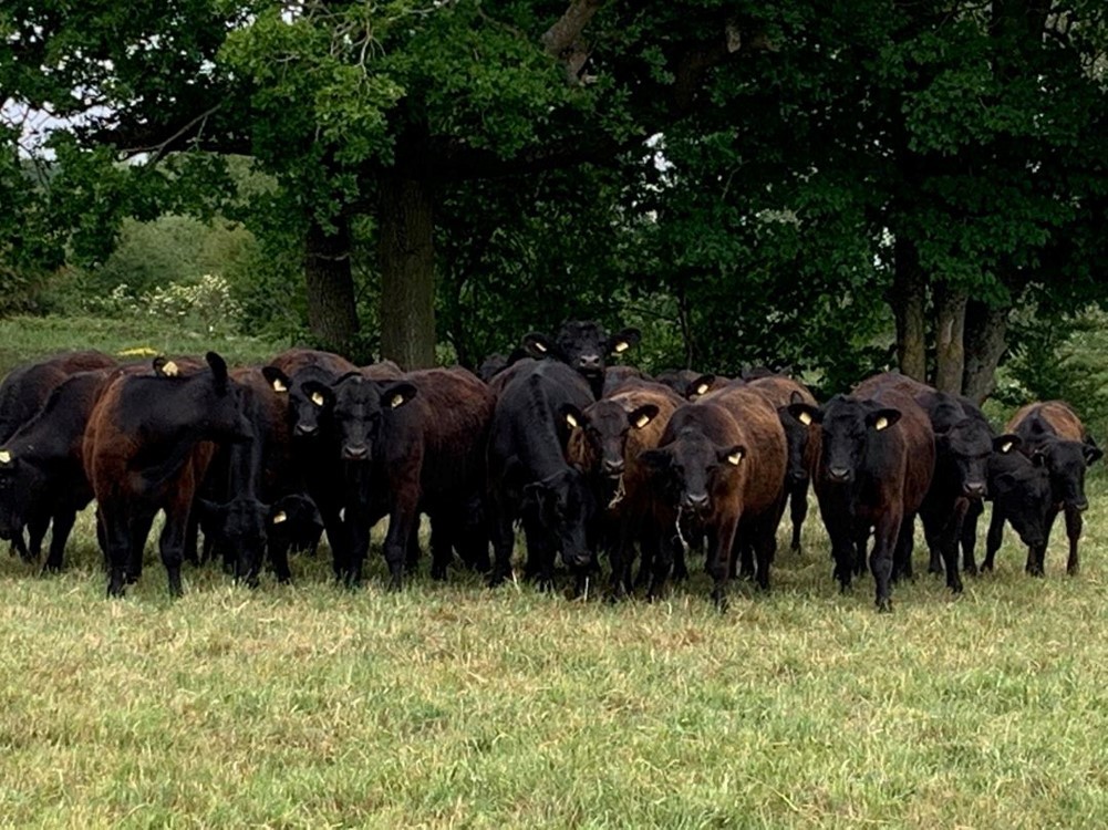 CROSSFIELDS ABERDEEN-ANGUS HEIFERS FOR SALE - Aberdeen-Angus Cattle Society