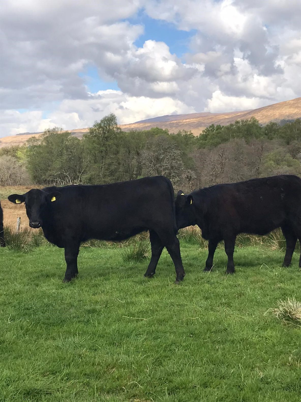 KILMALLIE HEIFERS FOR SALE - Aberdeen-Angus Cattle Society