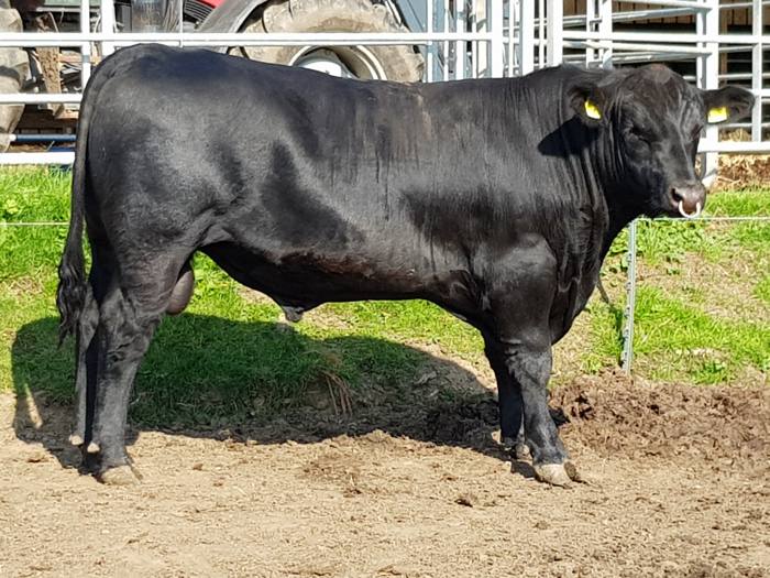 Bull for Sale – Crook Hill Mr Bishampton V026 | Aberdeen-Angus Cattle ...