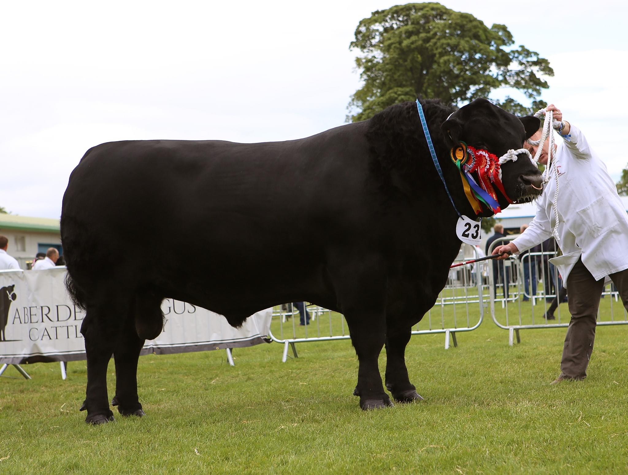 Aberdeen-Angus Champion of The Decade – SHADWELL BLACK BROUGHTON K485 ...