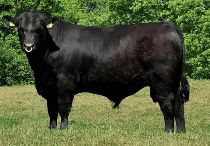 Bulls for Sale - Longbank Aberdeen-Angus - Aberdeen-Angus Cattle Society