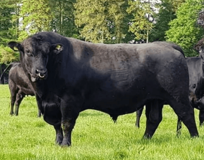 Bulls for Sale - Longbank Aberdeen-Angus - Aberdeen-Angus Cattle Society