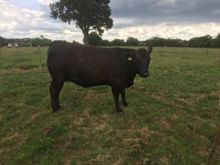 Heifers for Sale – Perrywood Aberdeen-Angus - Aberdeen-Angus Cattle Society