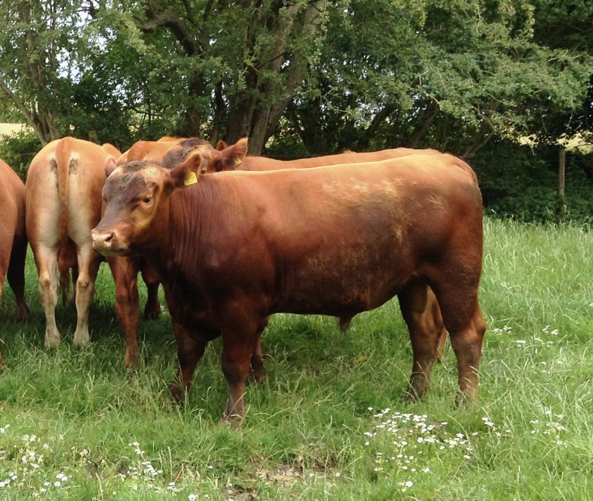 Red Aberdeen-Angus Bulls for Sale – WOODCOTTAGE ABERDEEN-ANGUS ...