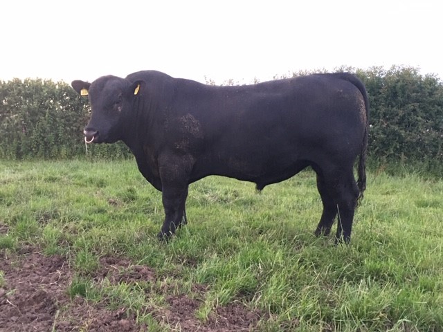 Bull for Sale – MABEC PHARAOH V869 - Aberdeen-Angus Cattle Society