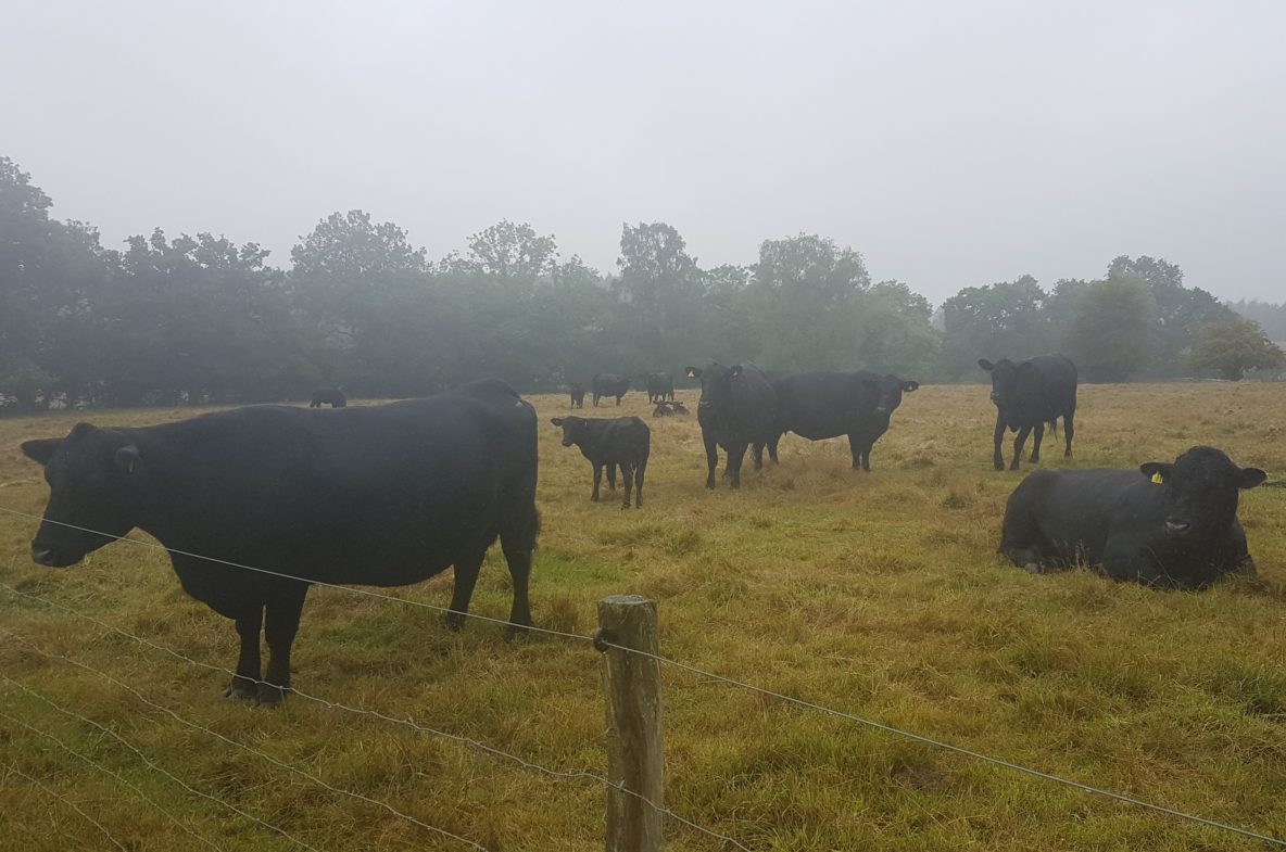 Gaston Wood Aberdeen-Angus Herd for Sale - Aberdeen-Angus Cattle Society