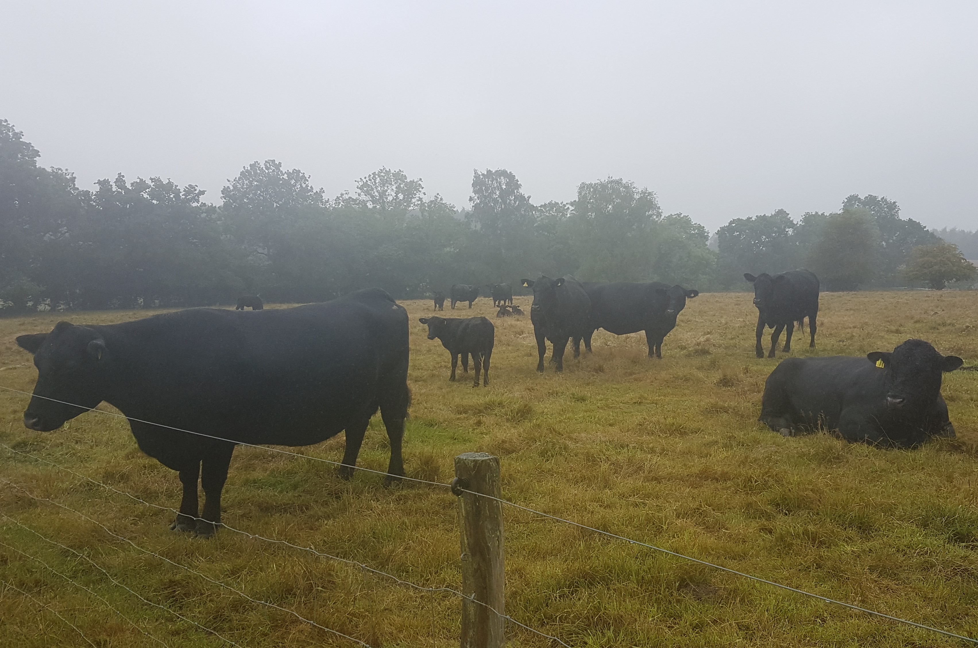 Gaston Wood Aberdeen-Angus Herd for Sale - Aberdeen-Angus Cattle Society