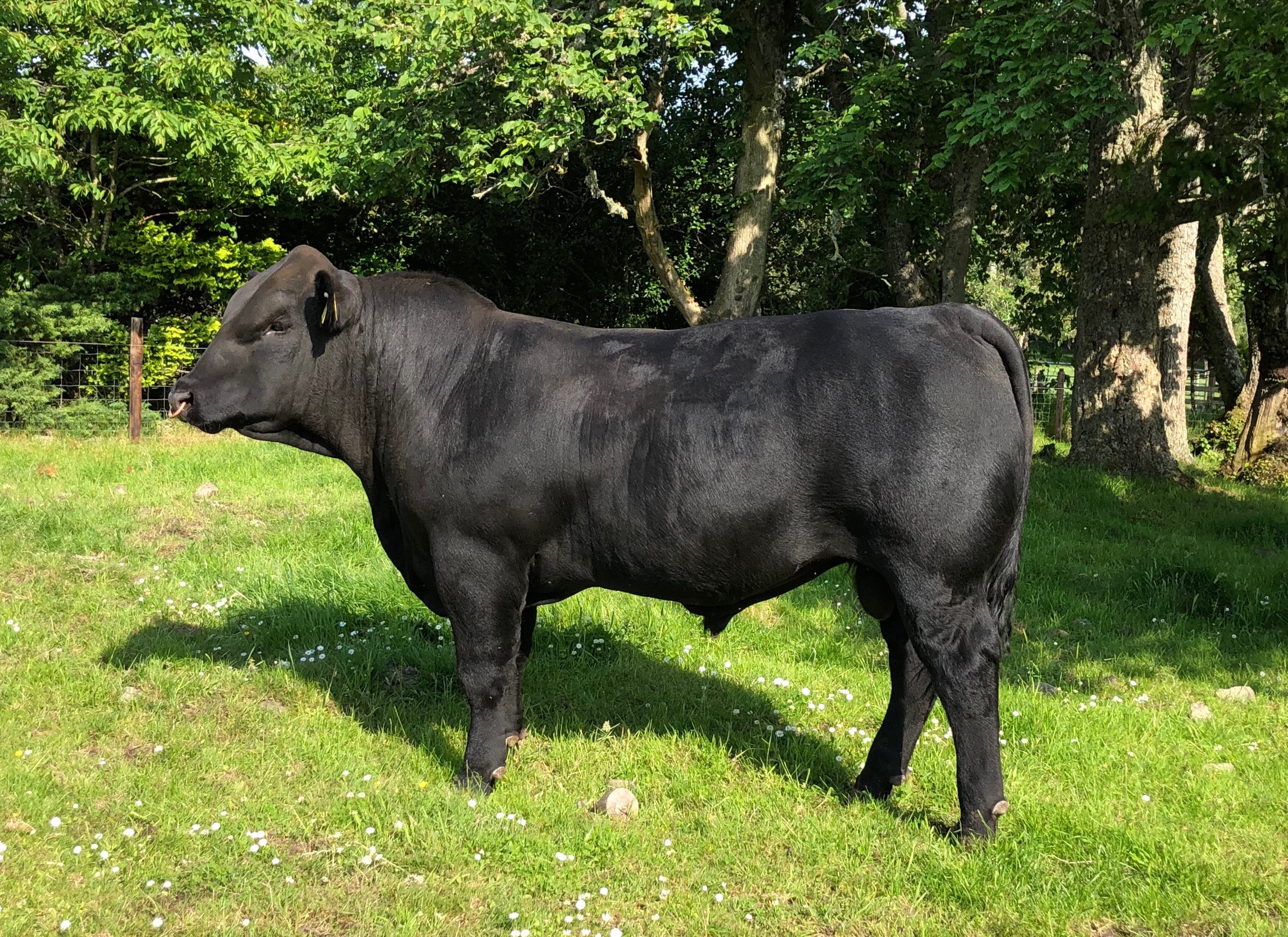 Bulls for Sale - Swordale Aberdeen-Angus - Aberdeen-Angus Cattle Society