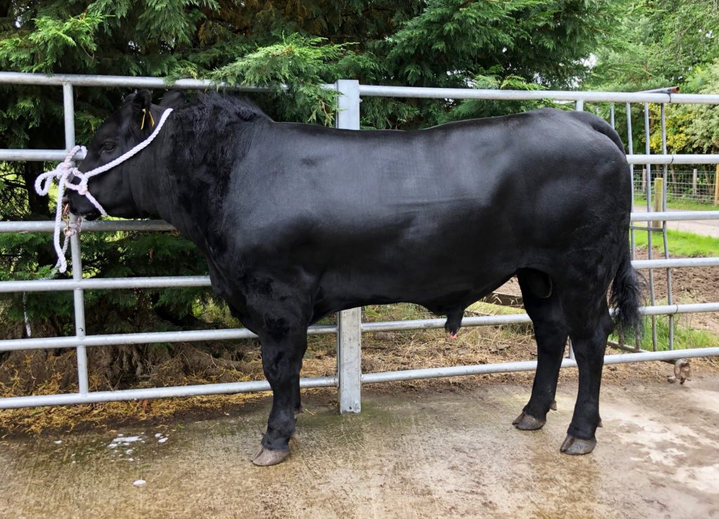 Bulls for Sale – Swordale Aberdeen-Angus - Aberdeen-Angus Cattle Society